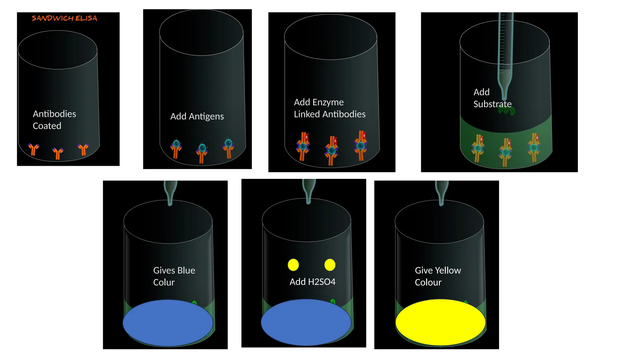 ELISA Basics: Easy Step-by-Step Guide EXplained | PPTX | Infectious ...