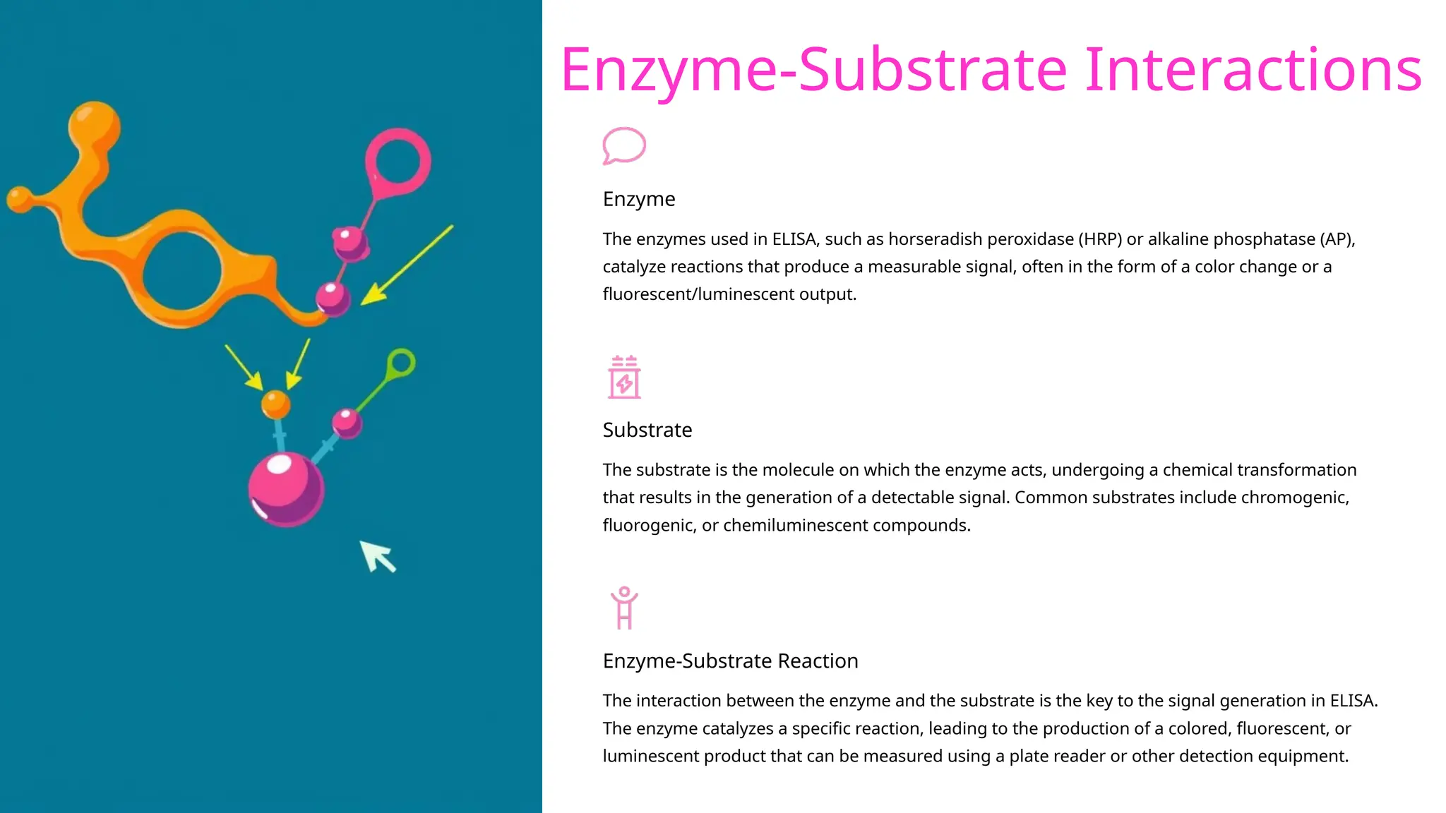 ELISA Basics: Easy Step-by-Step Guide EXplained | PPTX | Infectious ...