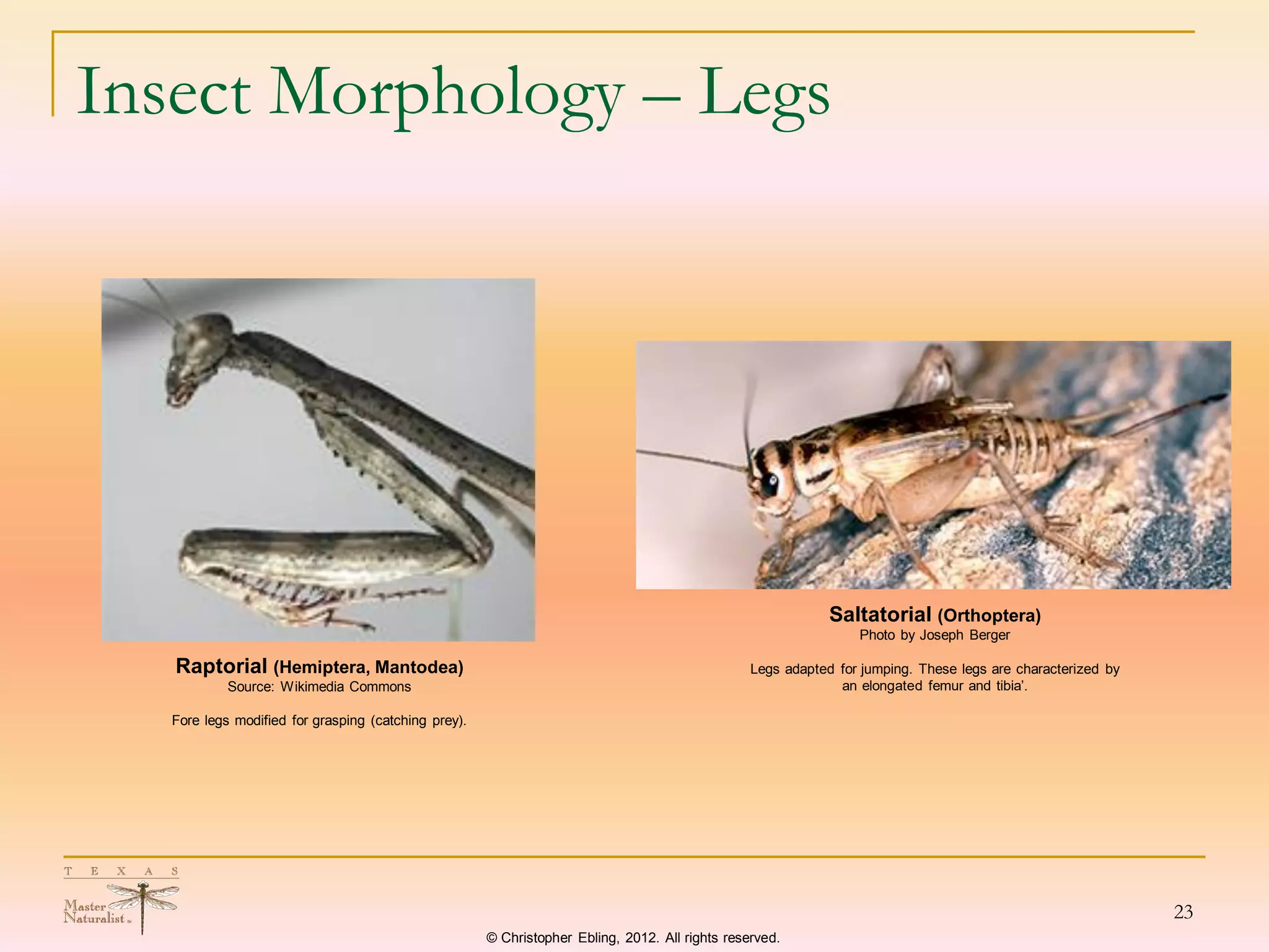 Introduction-to-Entomology-for-TMN.pdf