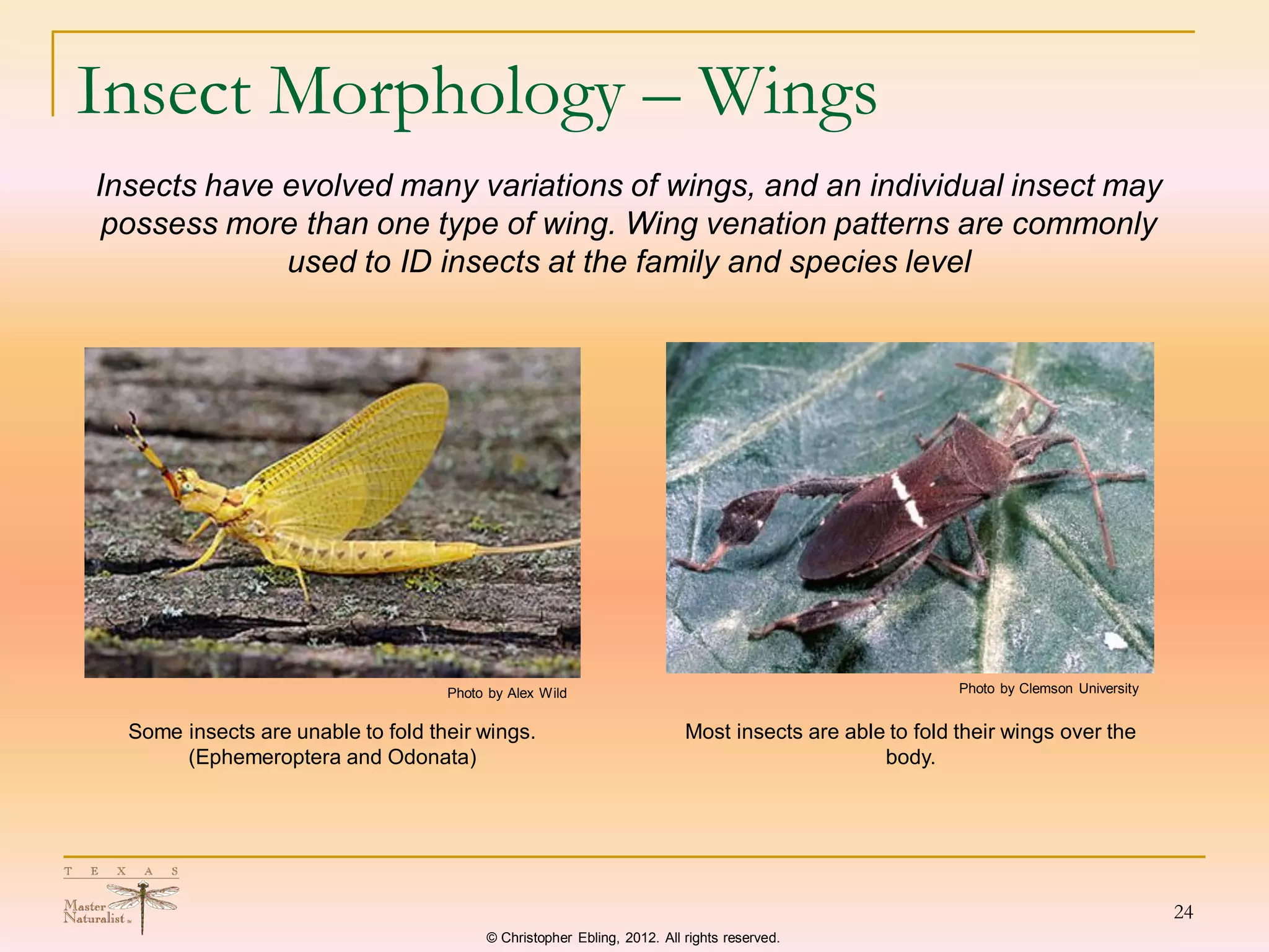 Introduction-to-Entomology-for-TMN.pdf