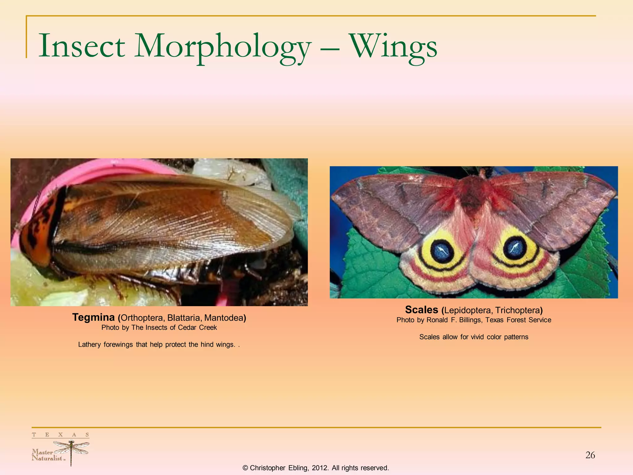 Introduction-to-Entomology-for-TMN.pdf