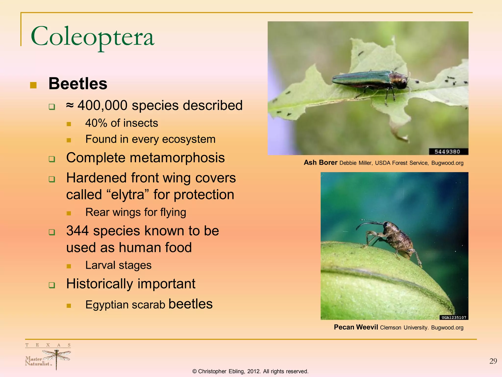 Introduction-to-Entomology-for-TMN.pdf