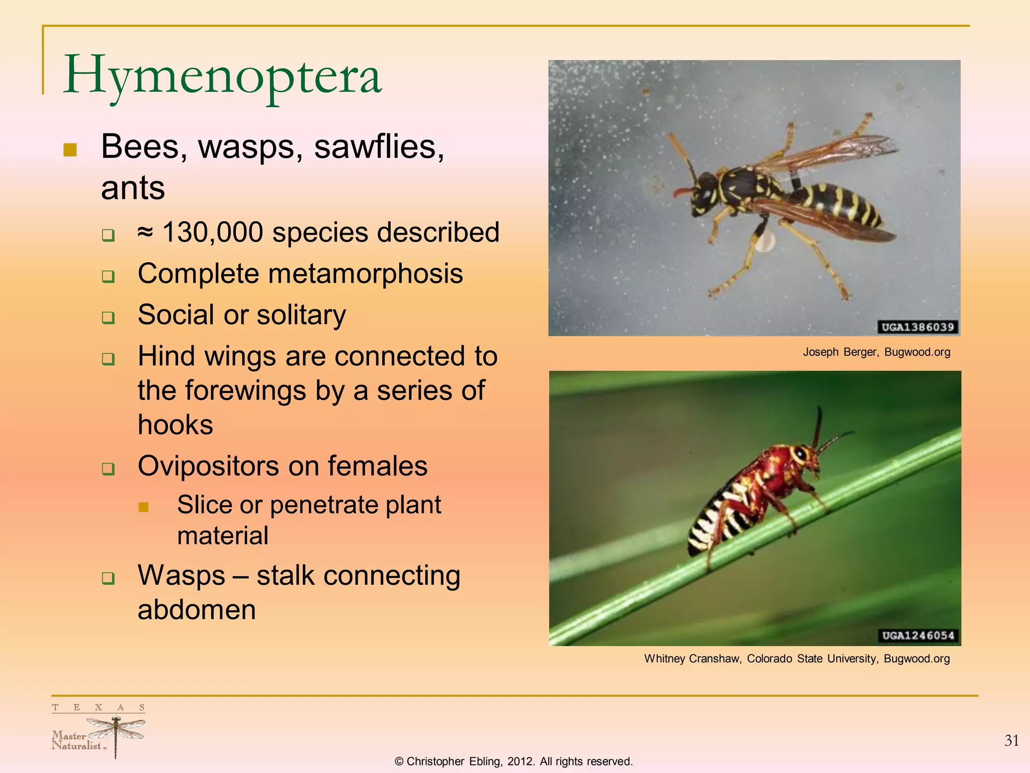 Introduction-to-Entomology-for-TMN.pdf