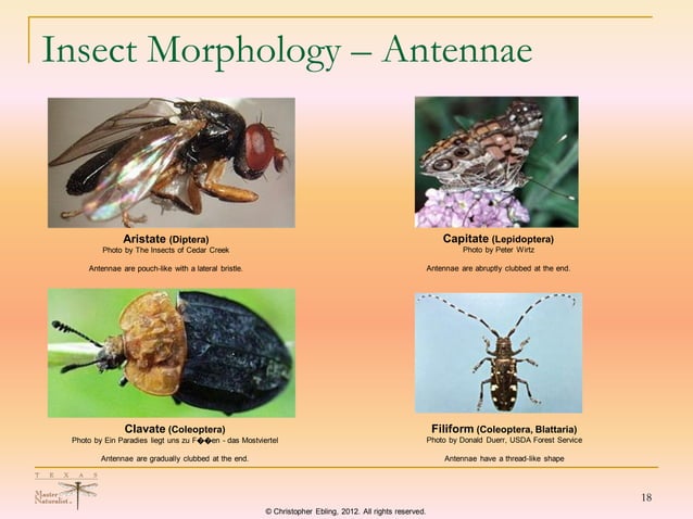 Introduction-to-Entomology-for-TMN.pdf