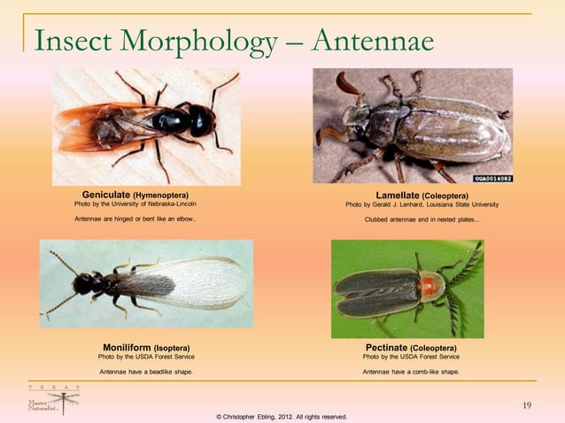 Introduction-to-Entomology-for-TMN.pdf
