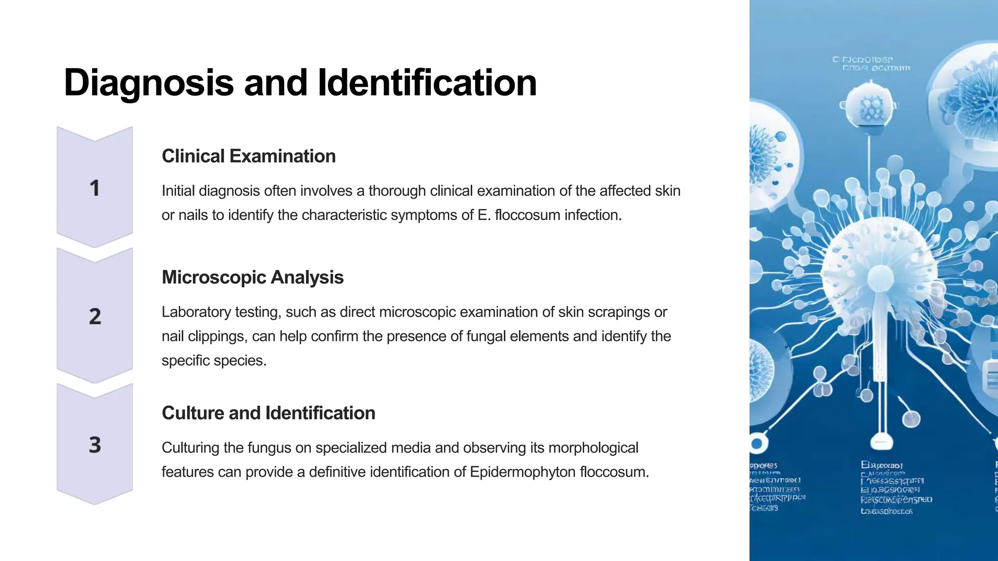Introduction-to-Epidermophyton-floccosum.pptx