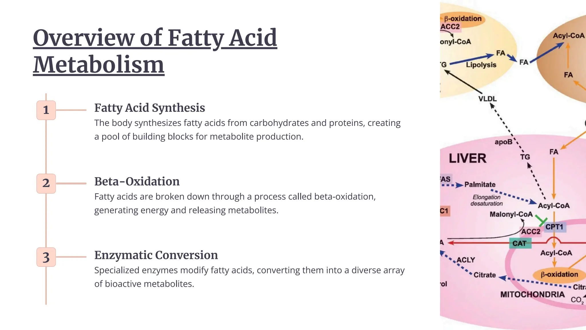 Introduction-to-Fatty-Acid-Metabolites.pdf.pdf