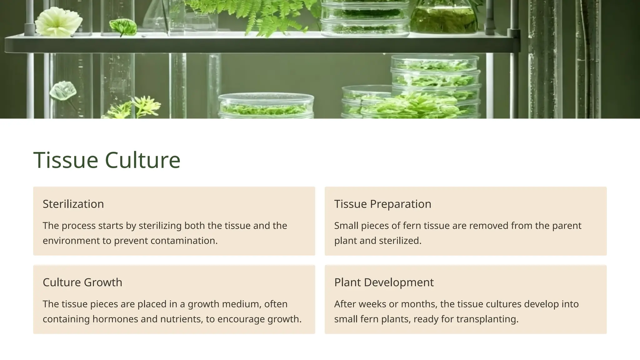 Propagation and role of ferns in landscaping .pptx