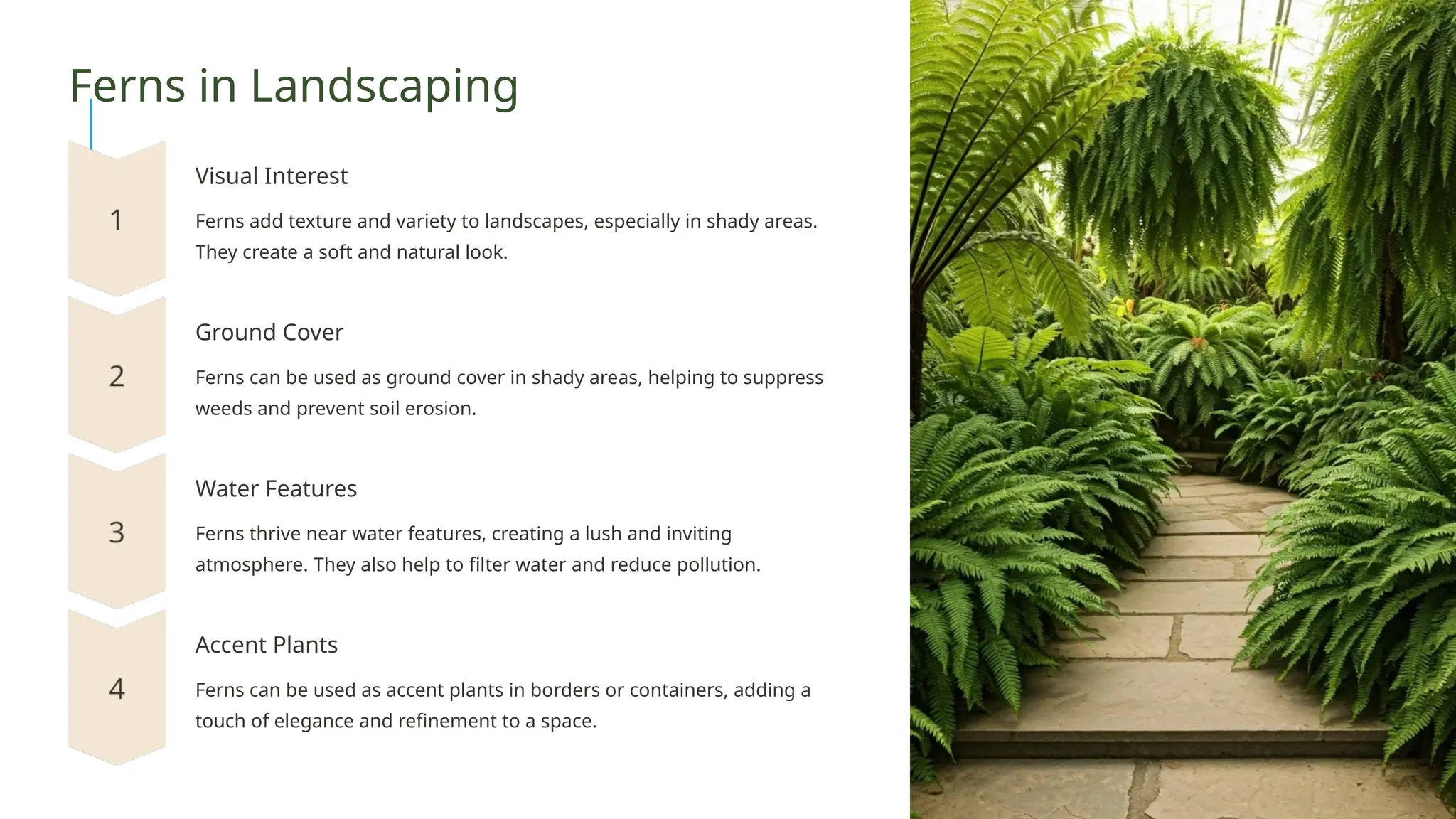 Propagation and role of ferns in landscaping .pptx