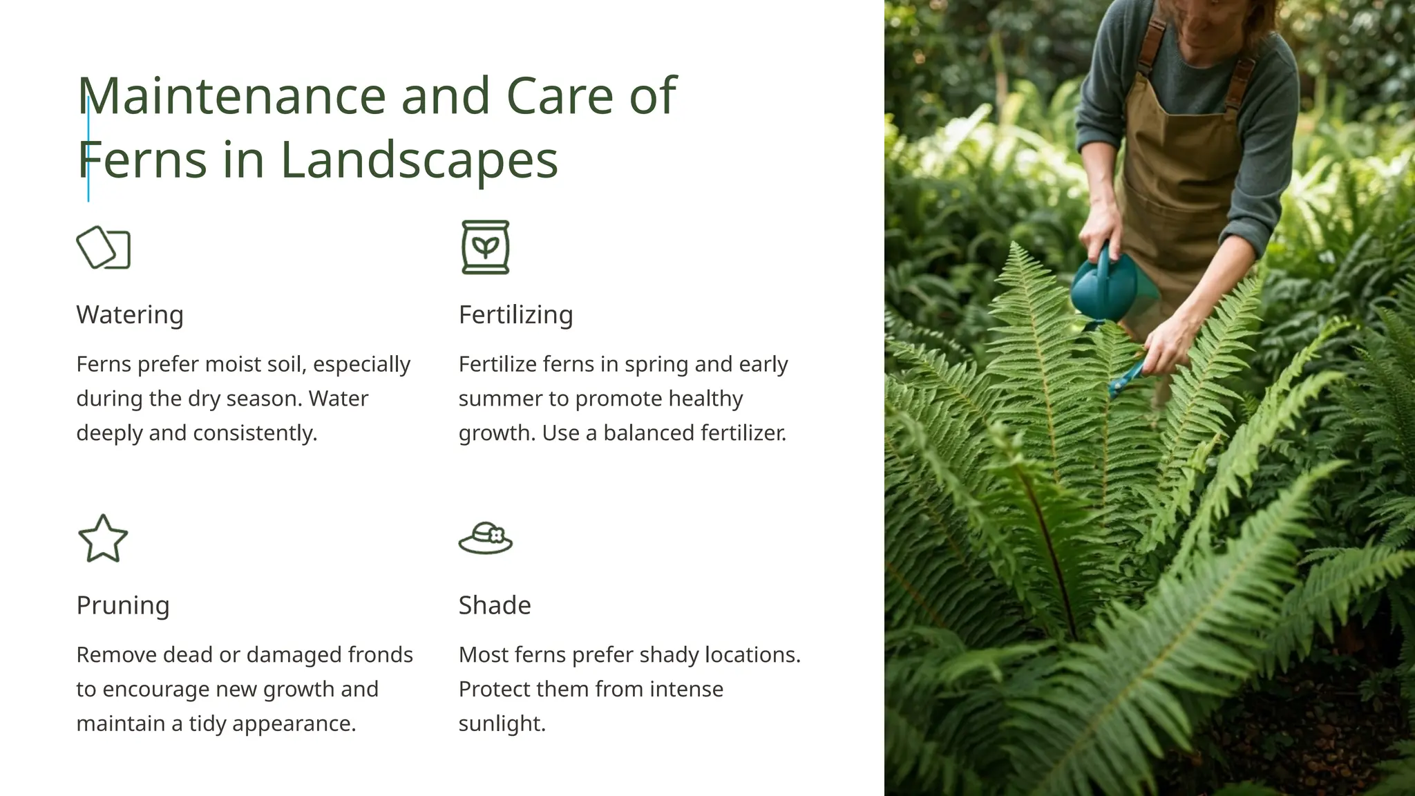 Propagation and role of ferns in landscaping .pptx