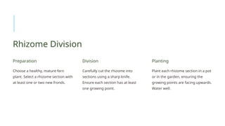 Propagation and role of ferns in landscaping .pptx