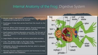 Introduction-to-Frog-Dissection 1st year.pdf