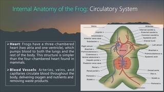 Introduction-to-Frog-Dissection 1st year.pdf