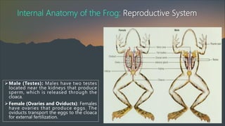Introduction-to-Frog-Dissection 1st year.pdf