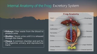 Introduction-to-Frog-Dissection 1st year.pdf