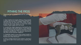 Introduction-to-Frog-Dissection 1st year.pdf