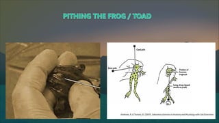 Introduction-to-Frog-Dissection 1st year.pdf