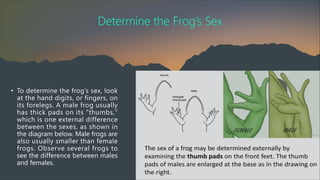 Introduction-to-Frog-Dissection 1st year.pdf