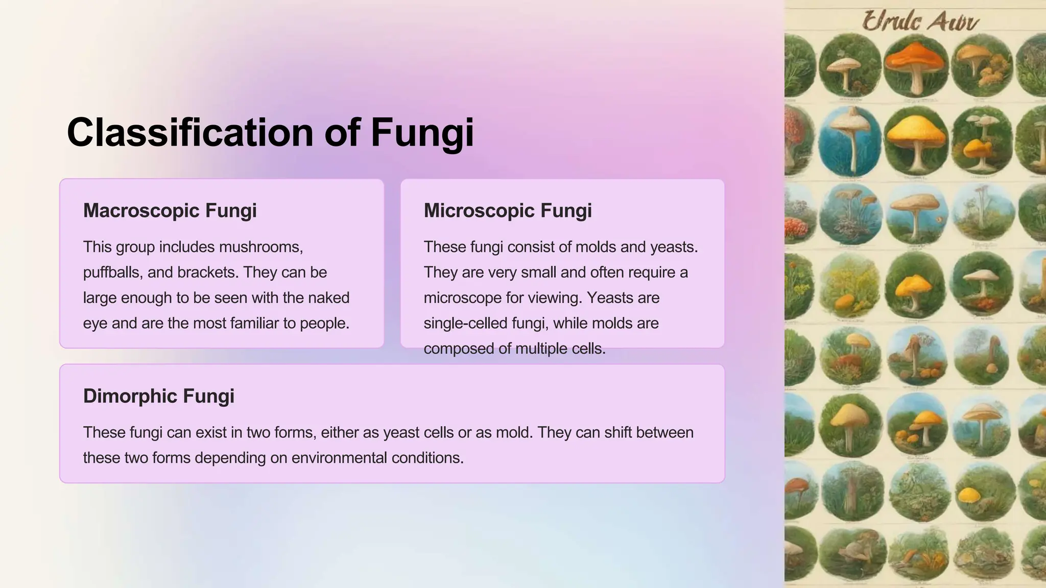 introduction to fungi. general characters of fungi. life cycle of ...