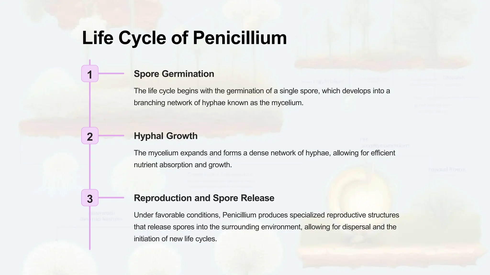 introduction to fungi. general characters of fungi. life cycle of penicillium and sacchromyces ...