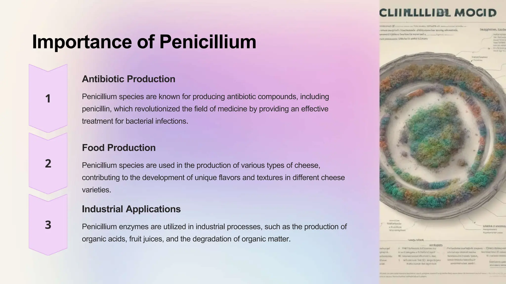 introduction to fungi. general characters of fungi. life cycle of penicillium and sacchromyces ...