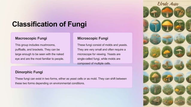 introduction to fungi. general characters of fungi. life cycle of ...