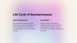 introduction to fungi. general characters of fungi. life cycle of ...