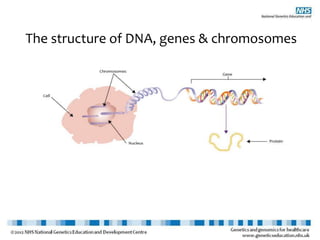 Introduction to genetics for beginners | PPTX