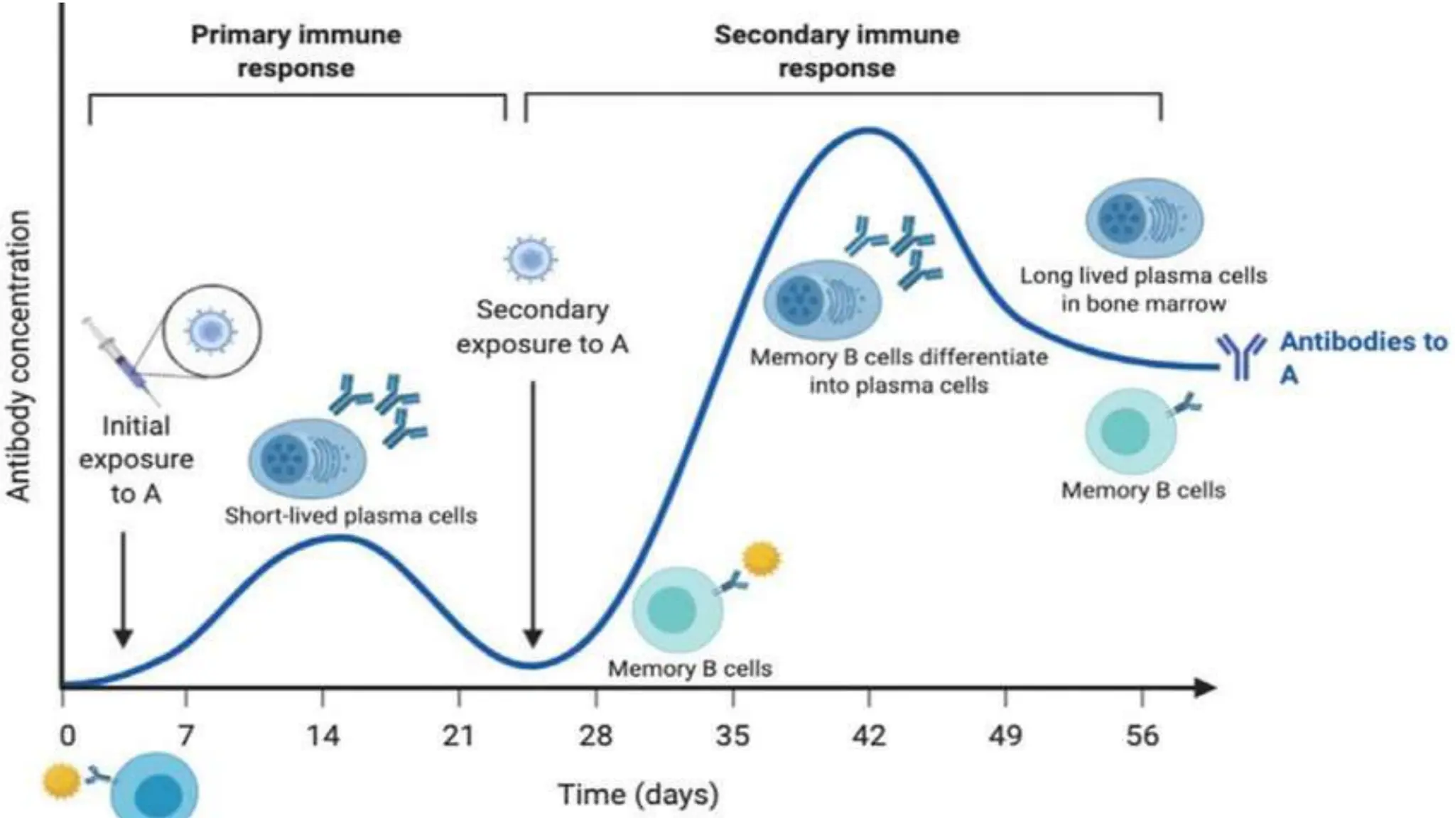 Introduction-to-Humoral-Immunity final.pptx_20240214_015743_0000.pptx