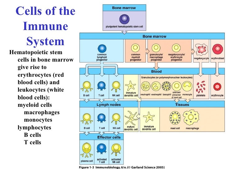 Introduction to Immunity Antibody Function & Diversity 2006 L1&2-over…