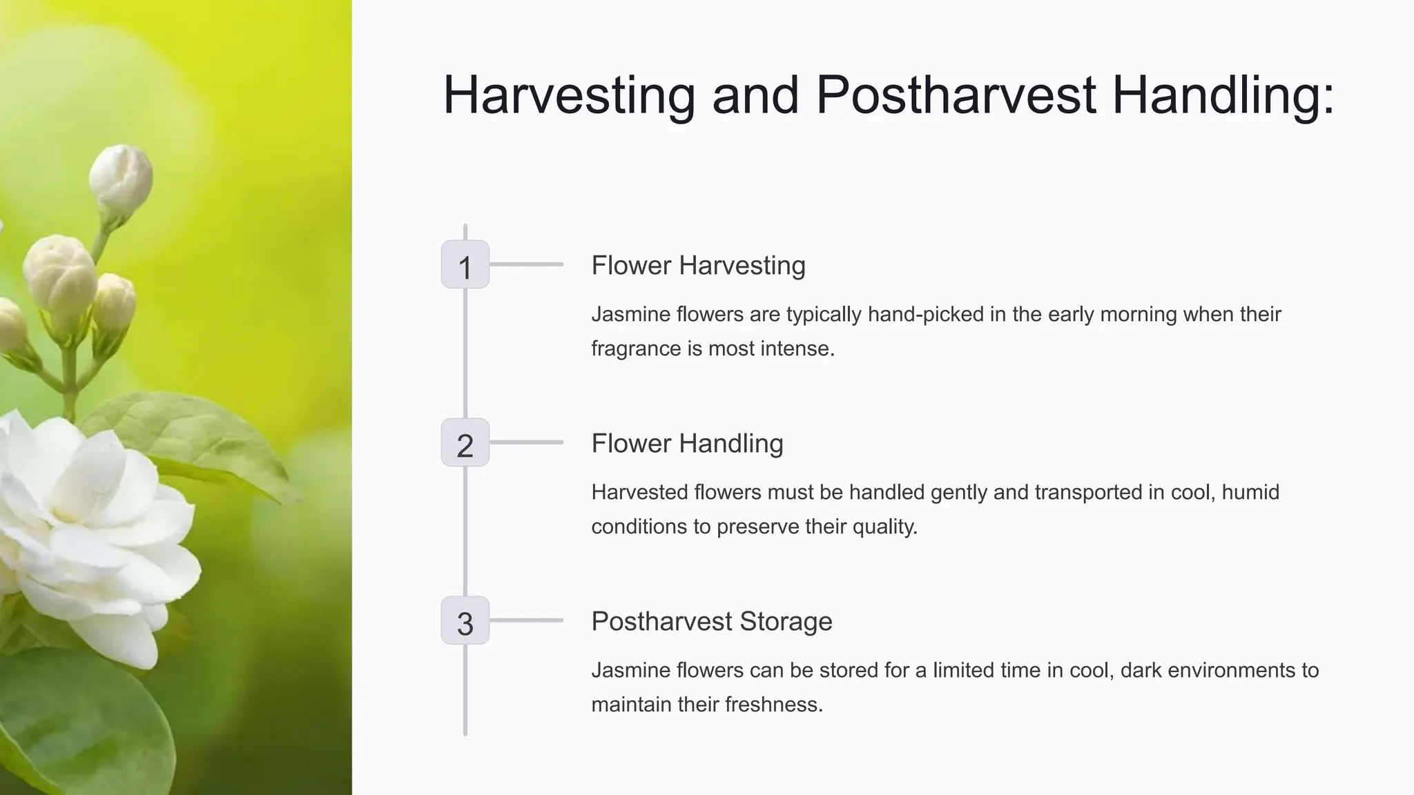 Introduction--to-Jasmine-Production.pptx