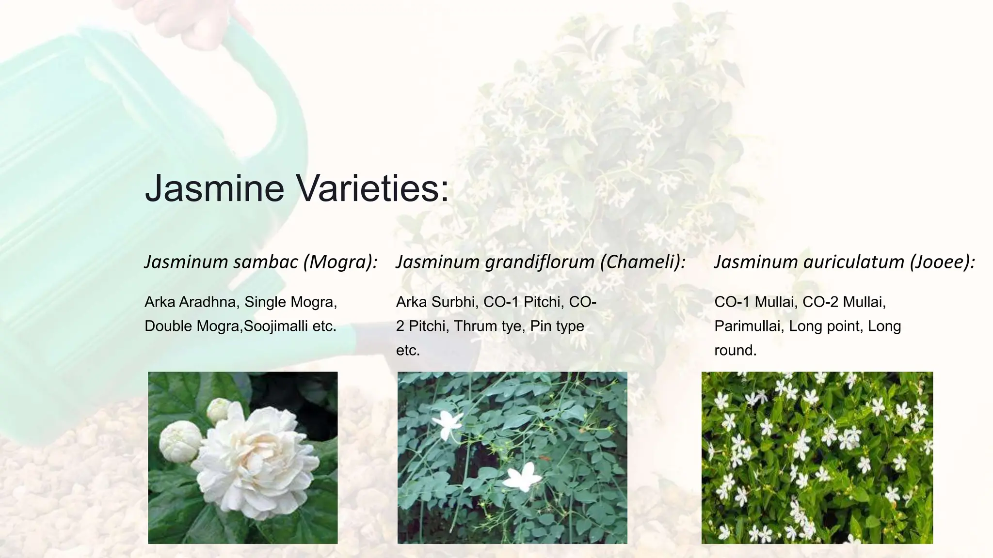 Introduction--to-Jasmine-Production.pptx