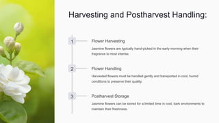 Introduction--to-Jasmine-Production.pptx