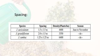 Introduction--to-Jasmine-Production.pptx