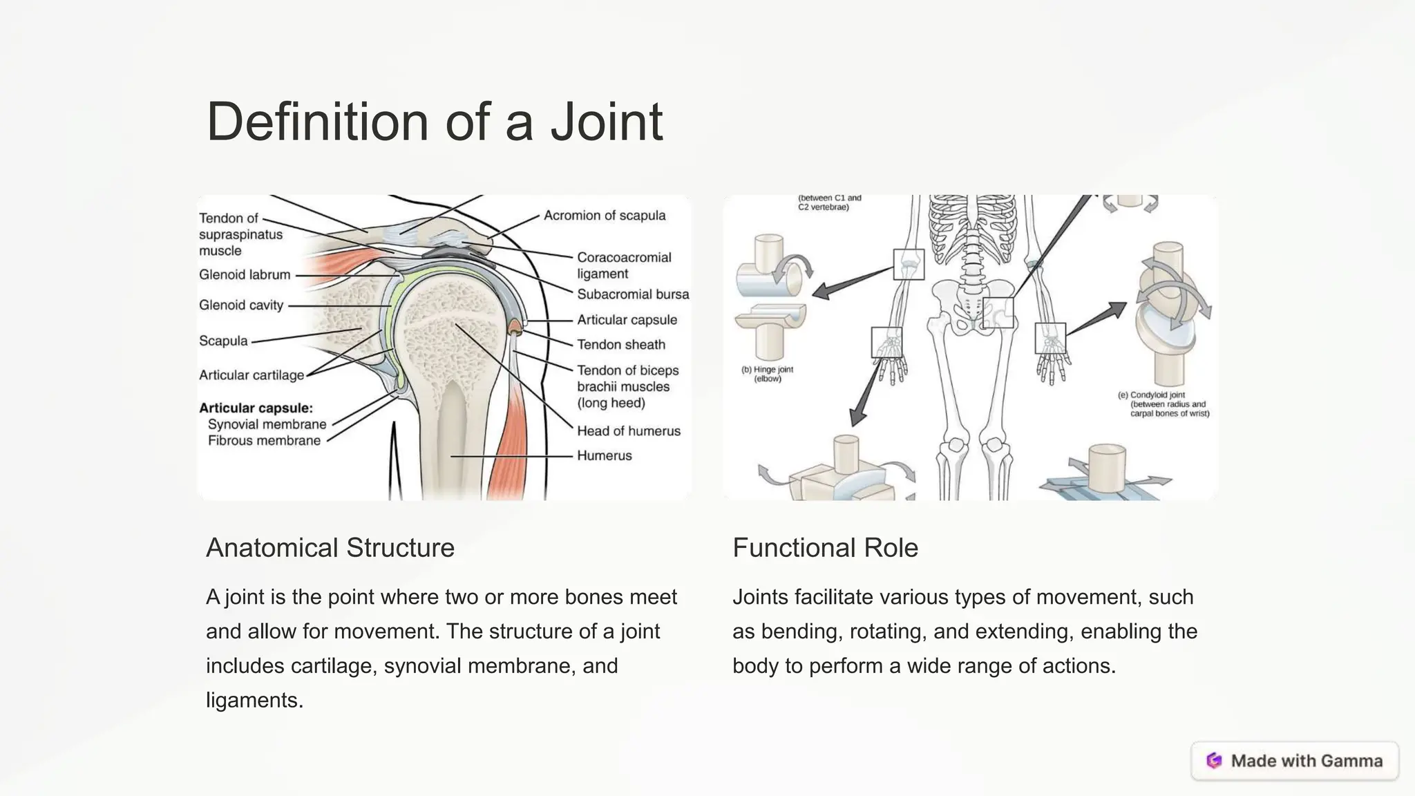 Classification Introduction-to-Joints.pptx