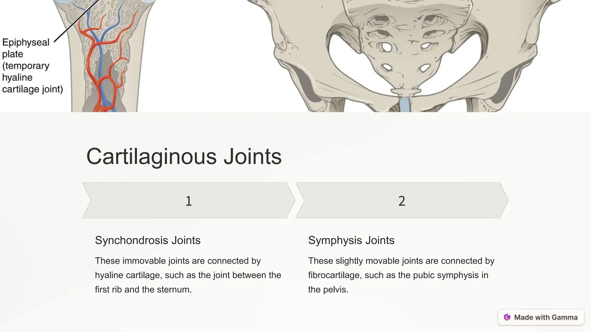Classification Introduction-to-Joints.pptx