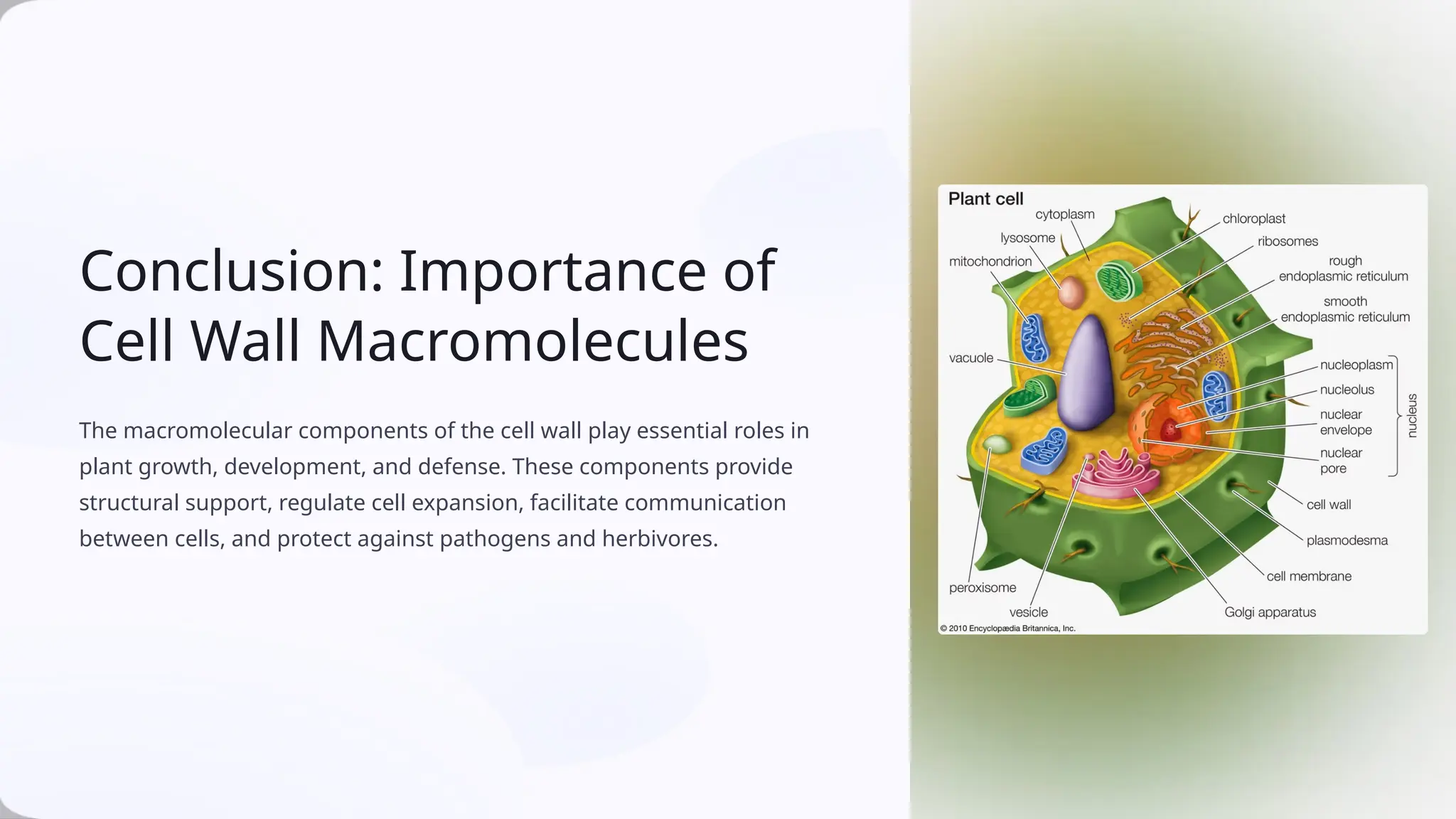 Introduction-to-Macromolecular-Components-of-the-Cell-Wall.pptx