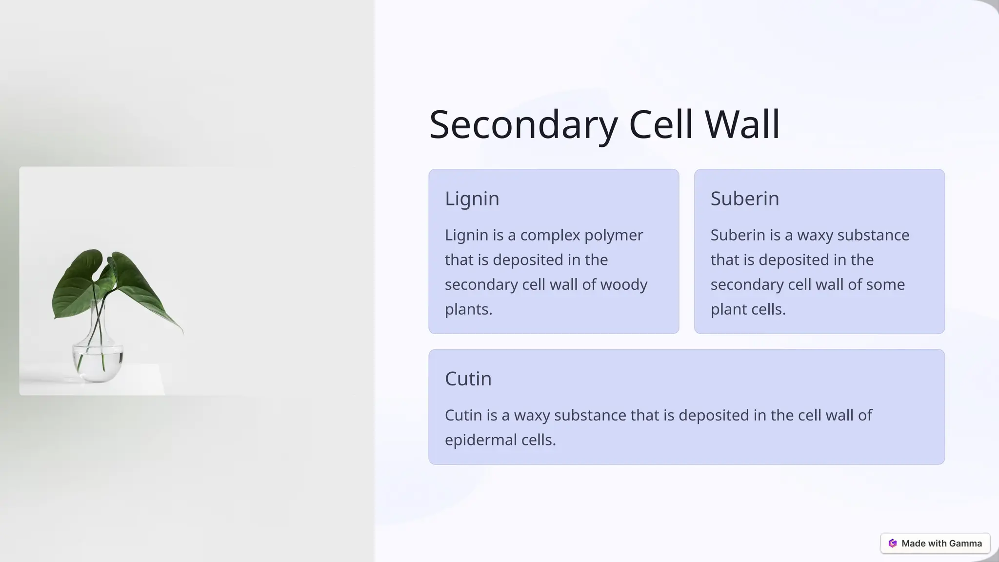 Introduction-to-Macromolecular-Components-of-the-Cell-Wall.pptx