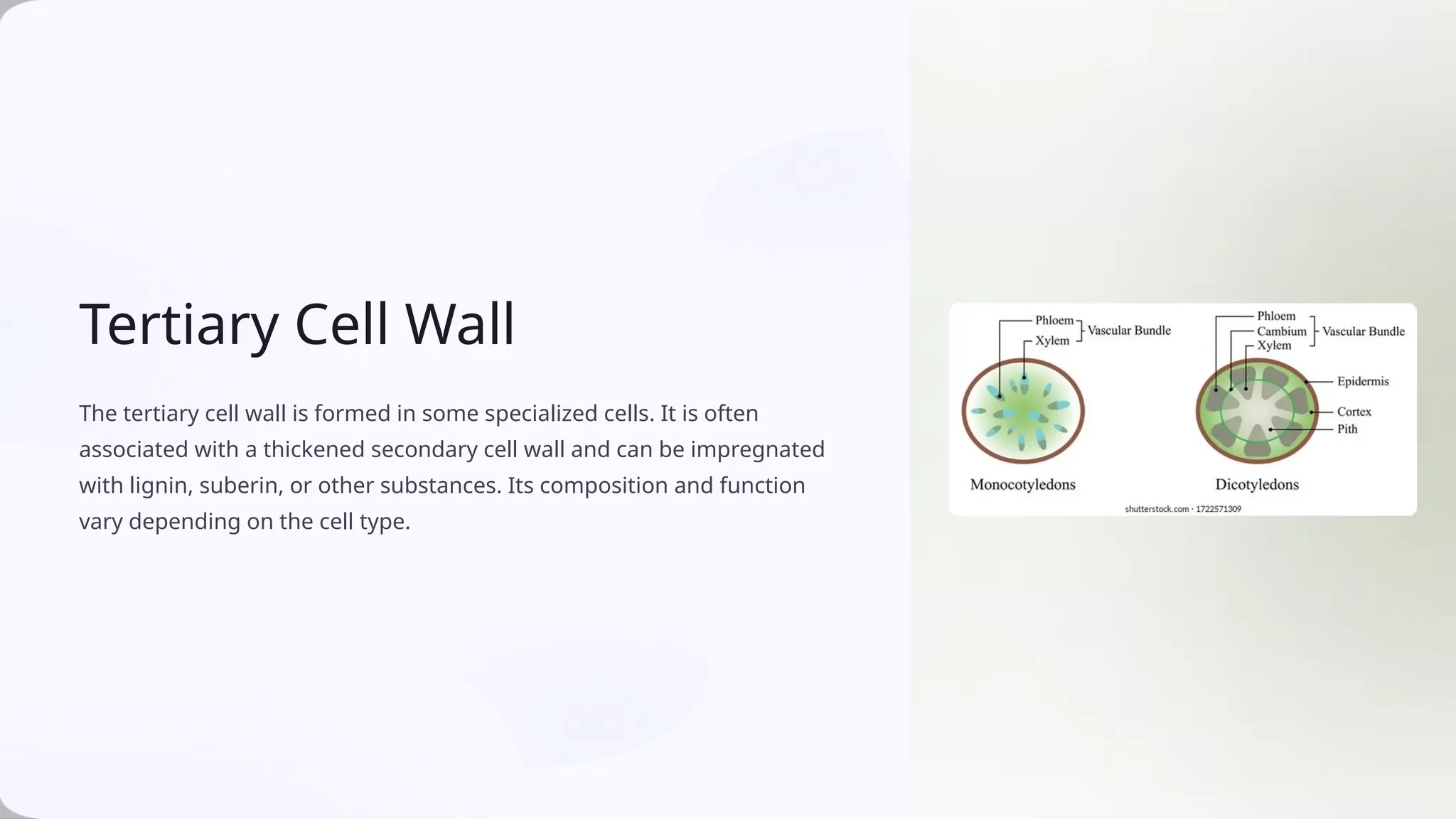 Introduction-to-Macromolecular-Components-of-the-Cell-Wall.pptx