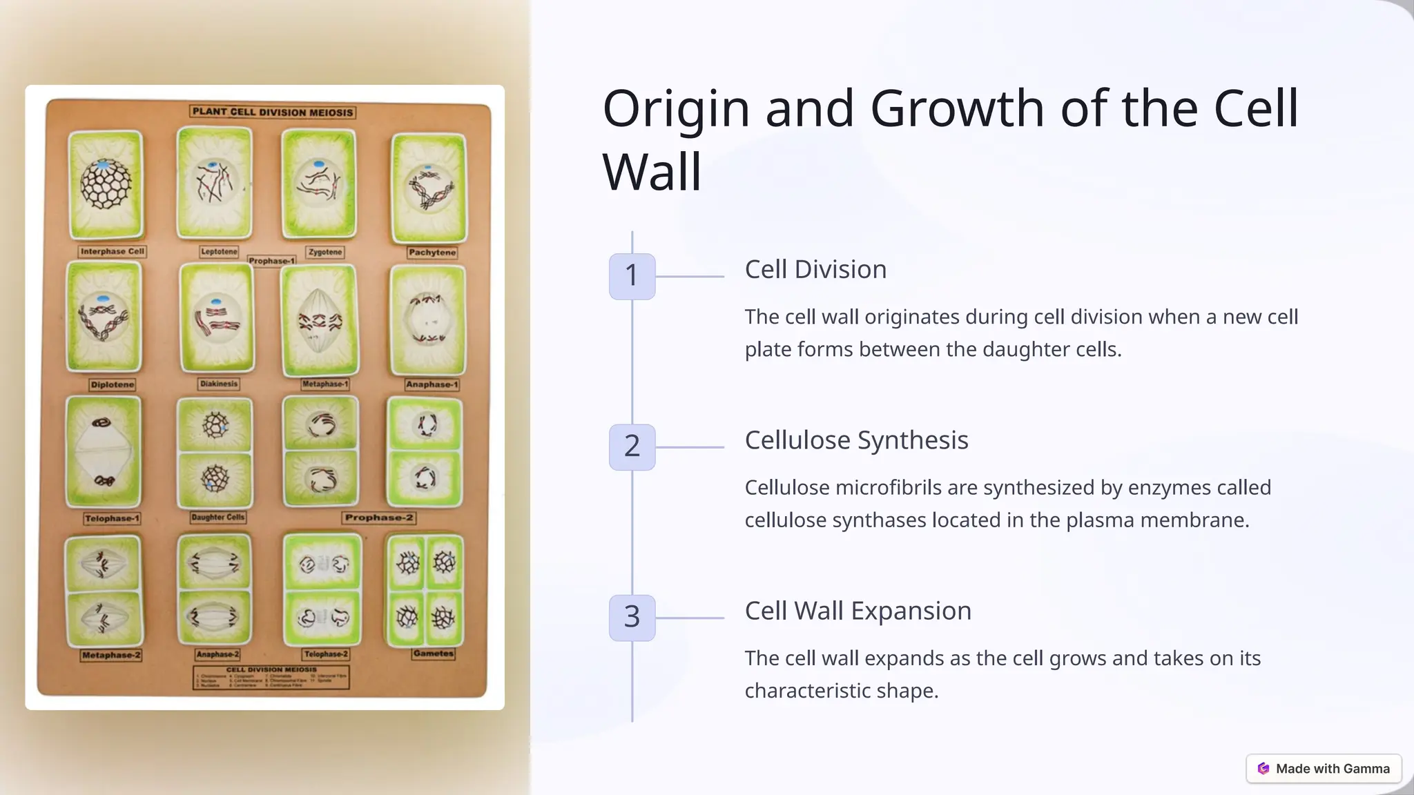 Introduction-to-Macromolecular-Components-of-the-Cell-Wall.pptx