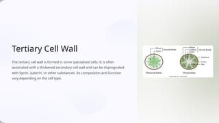 Introduction-to-Macromolecular-Components-of-the-Cell-Wall.pptx
