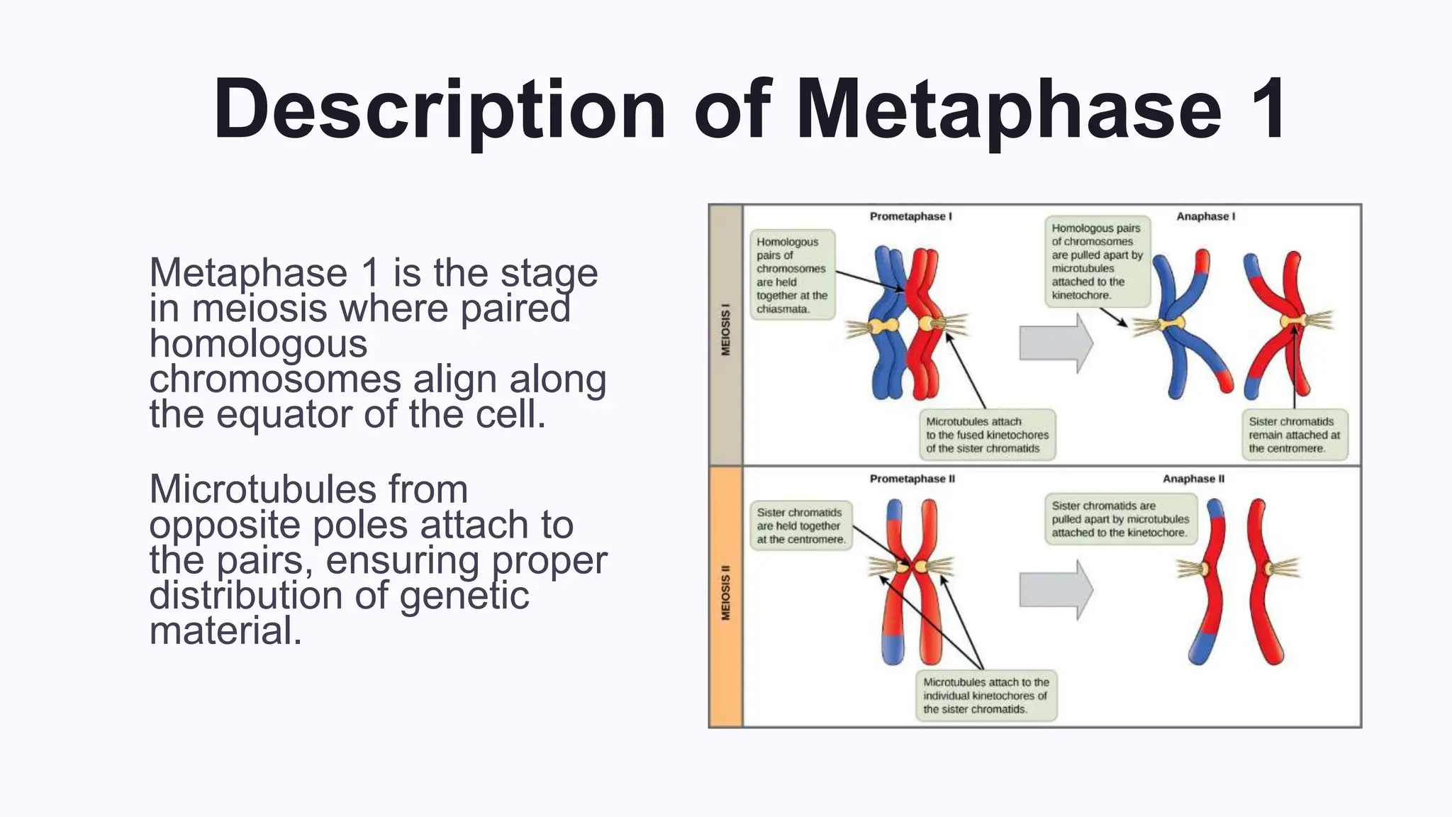 Introduction to Meiosis - PowerPoint Presentation | PPT