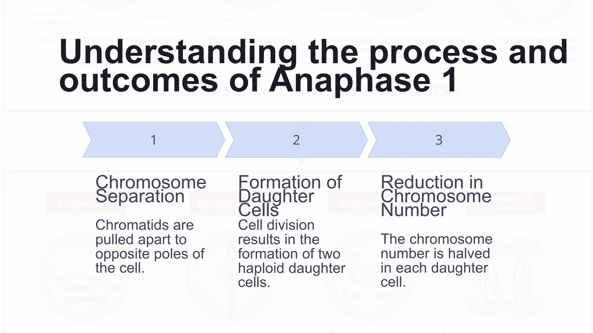Introduction to Meiosis - PowerPoint Presentation | PPT