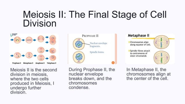 Introduction to Meiosis - PowerPoint Presentation | PPT