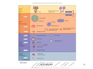 Introduction to Medical Microbiology basics | PPT