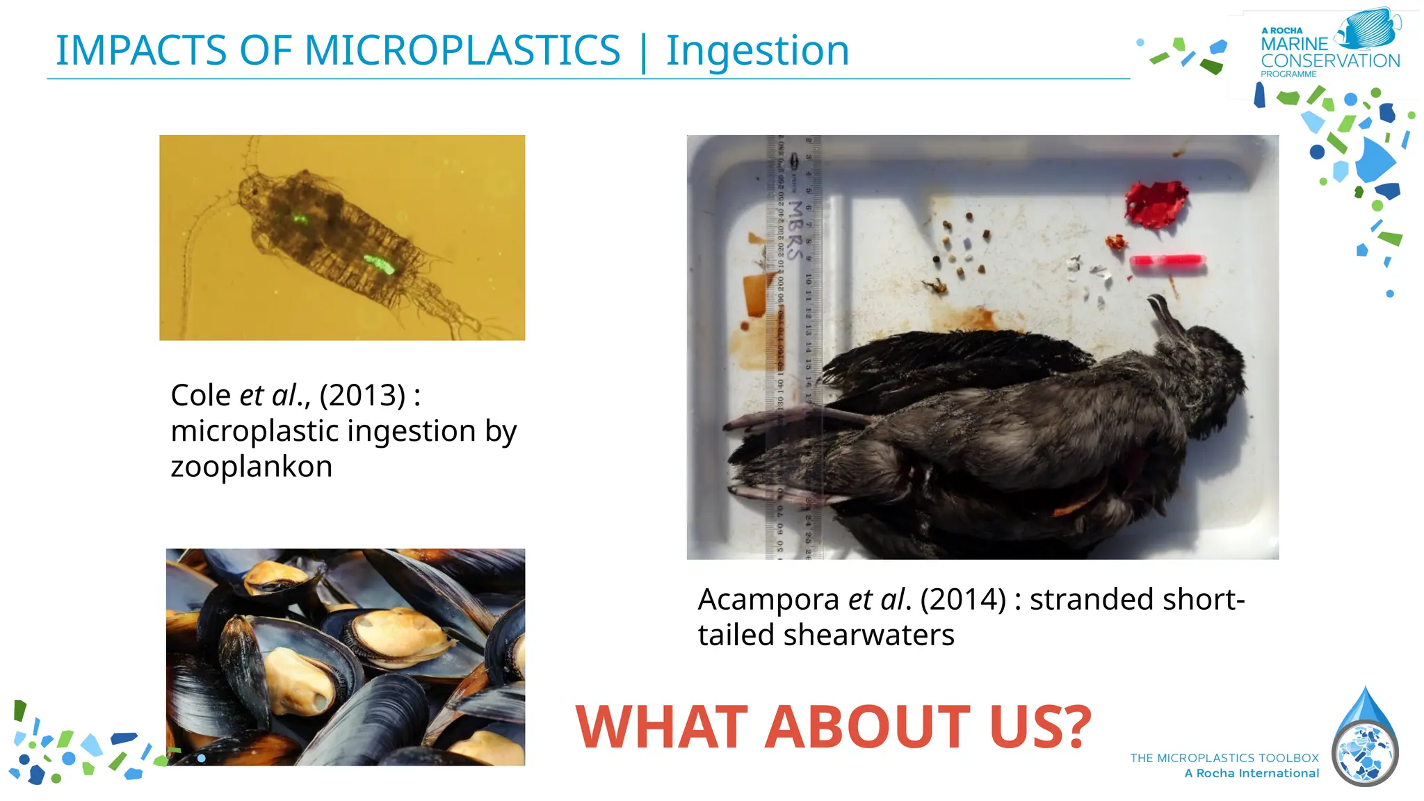 Introduction-to-microplastics-v1.2 (1).pptx