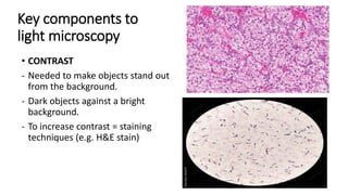 Introduction-to-Microscopy.pptx