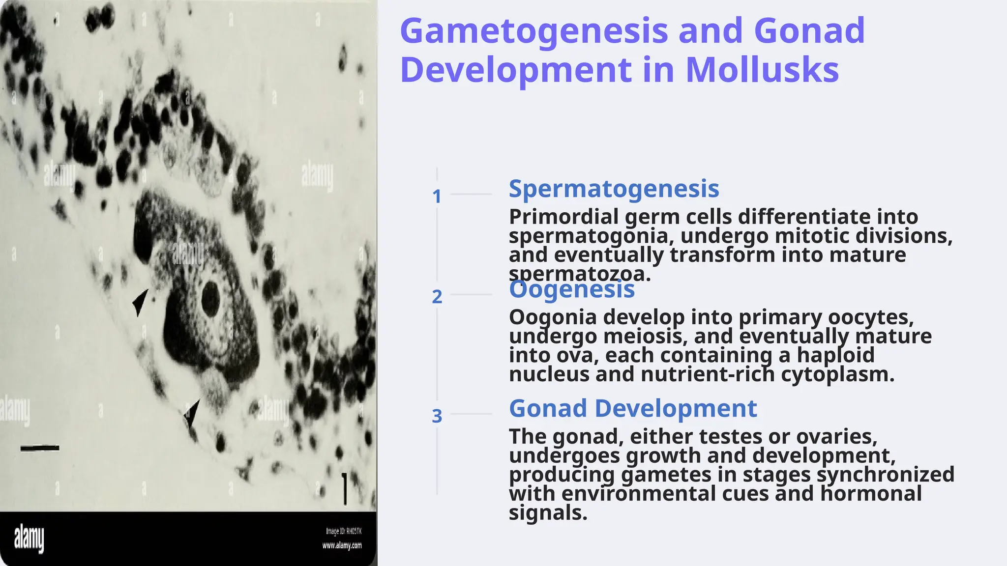 Introduction-to-Mollusk-Reproductive-Physiology.pptx