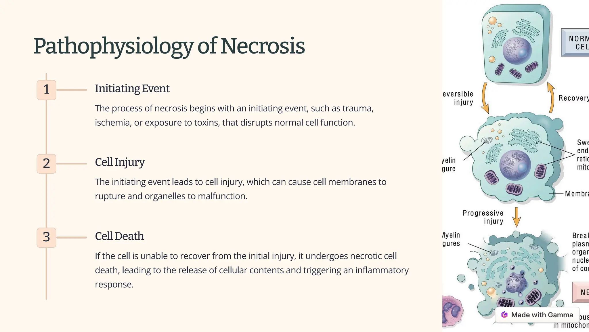 Introduction to Necrosis ,Cell death: necrosis, injury, infection. | PDF