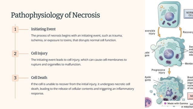 Introduction to Necrosis ,Cell death: necrosis, injury, infection. | PPT